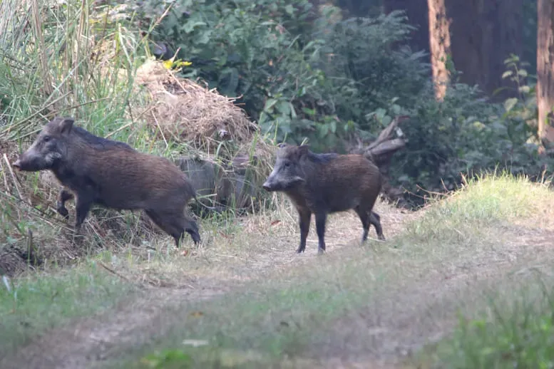 Crop damage in wild boar attacks in north Kashmir leaves farmers ...