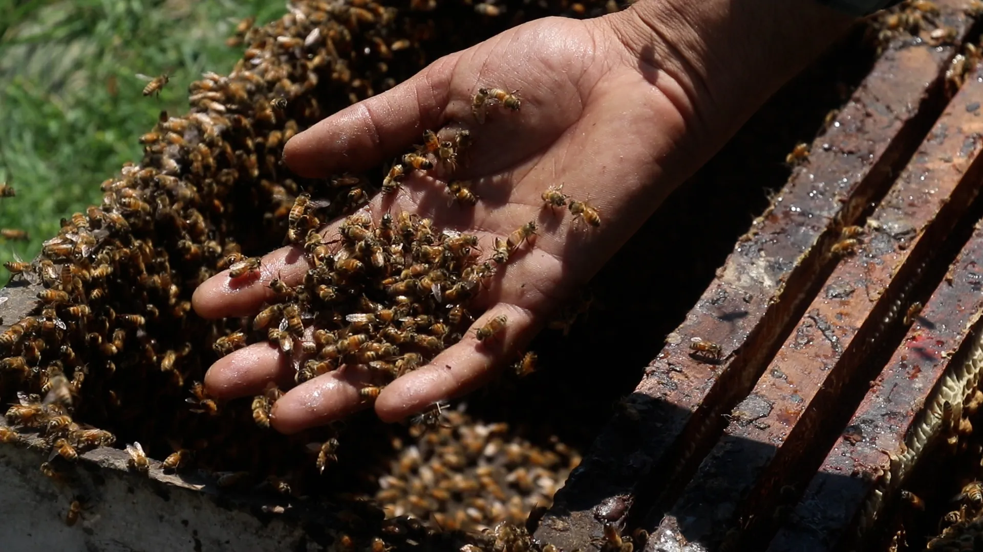 What is threatening Kashmiri honey bees? - Greater Kashmir