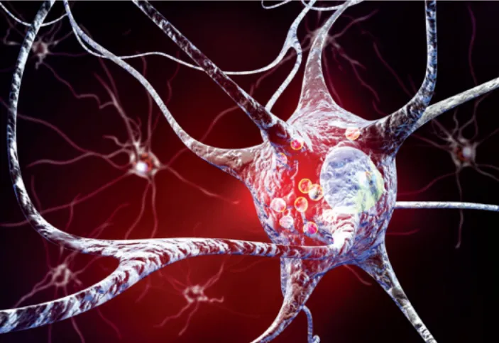 Scientists discover gut protein that helps protect brain cells from ...