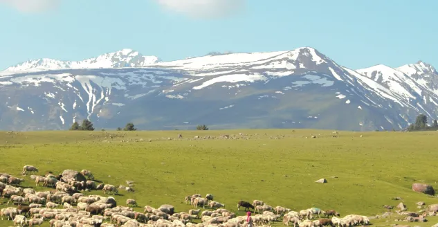 21st Pastoral- Livestock Census: A Historic Exercise ! - Greater Kashmir
